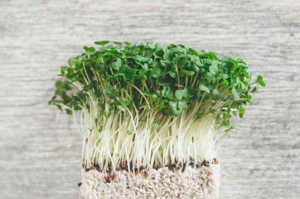 Mustard Cress